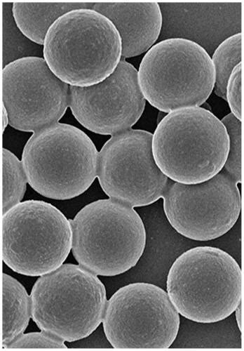 Magnetic Fluorescent Coding Microsphere And Preparation Method Thereof Eureka Patsnap