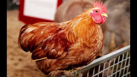 Курицы кудахчут или звук курицы! - YouTube