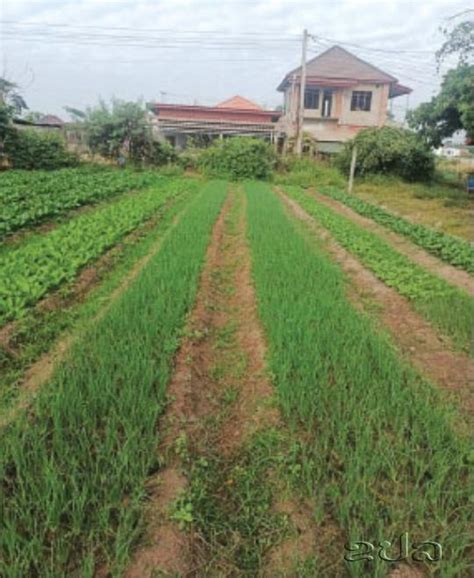 ຮັ່ງມີ ຍ້ອນຄາວມດຸໝັ່ນ ປູກຝັງ ແລະ ຄ້າຂາຍ