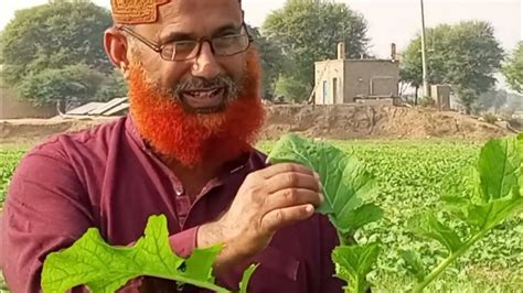 کینولا کی کاشت اور برداشت۔ Youtube