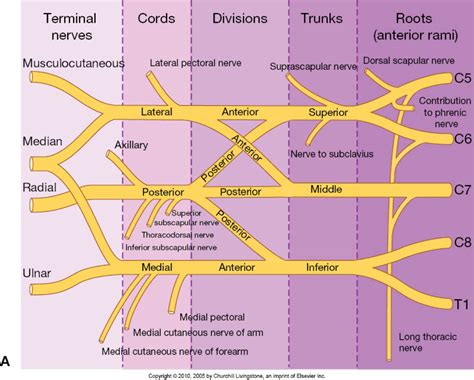 Brachial Plexus Chart Ponasa