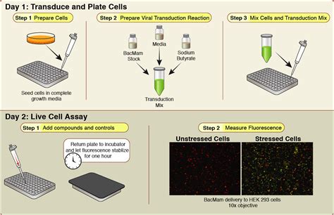 Stress Sensor Assay Steps Diagram Montana Molecular