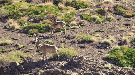 Wild Mongolia Wildlife Adventure Travel To Nature Asia