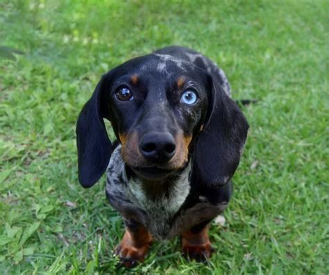 National Purebred Dog Day May 1 I Love Veterinary