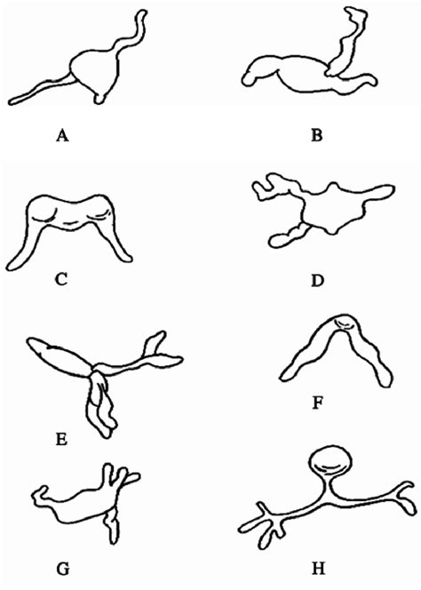 Drawing Of Typical Germlings Of Leguminous Rust Isolates A Uromyces