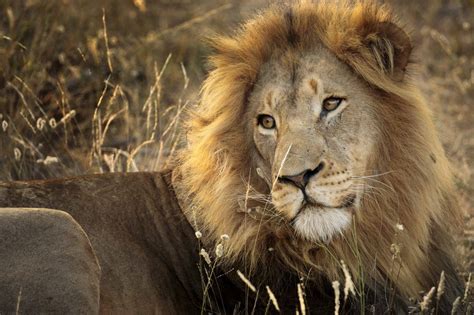 Lion King Of The Jungle