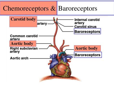 Ppt Chapter 20 Circulation Powerpoint Presentation Free Download