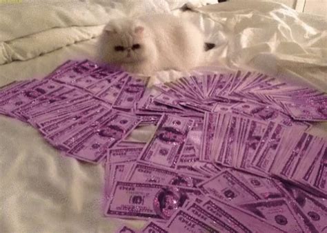 Cash Cat  Cash Cat Money Discover And Share S