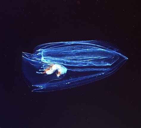 58 Best Comb Jellies Phylum Ctenophora Images On Pinterest Jelly