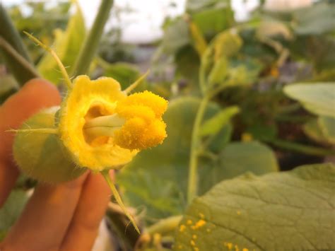 Have You Ever Picked A Carrot Fun With Flowers The Art Of Squash Breeding At Cornell University