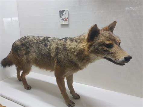 Чакал Canis Aureus Наречен и златен чакал — мал чакал кој живее на територијата на Република