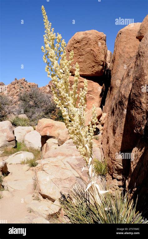 Parrys Beargrass Nolina Parryi Is A Perennial Plant Native To Southwestern Usa And Baja