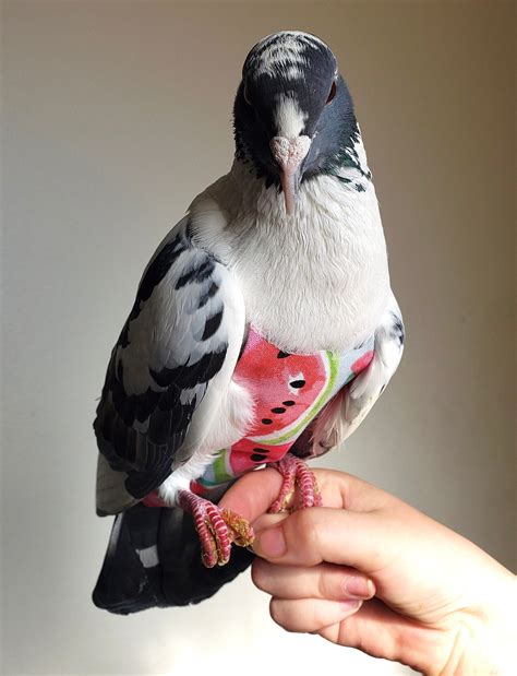 Pigeons As Pets Band Numbering