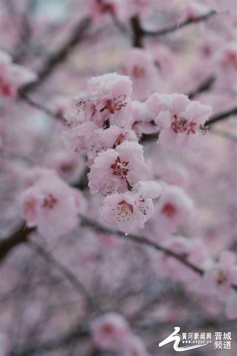 太行桃花浴春雪黄河新闻网
