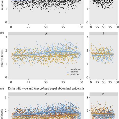 The Supracellular Gradient And Cellular Asymmetry Of Ds In Fj Pupal Download Scientific