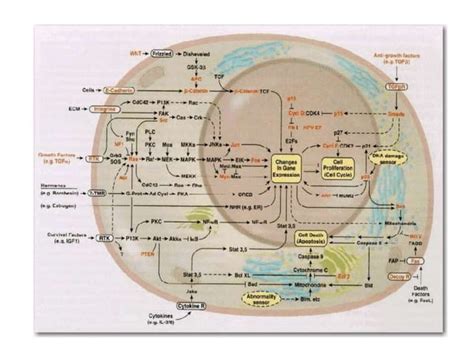 Hallmarks Of Cancer Sustained Proliferative Signaling Pptx Cancer Diseases And Conditions
