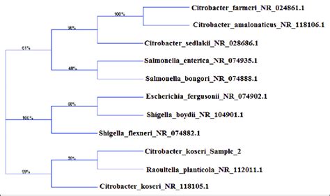 Phylogenetic Tree Of Citrobacter Koseri Based On The Nucleotide