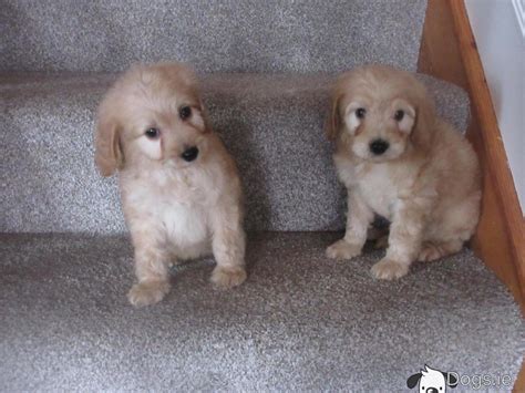 Cavapoo Puppies In Carlow