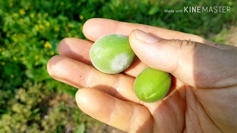 큰돌농장 살구와 매실 구별 하는 이야기 Youtube