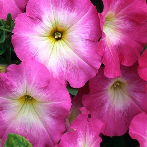 Frenzy Rose Morn Petunia