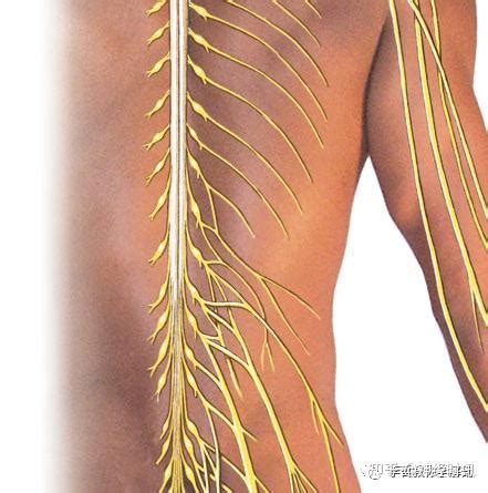 中枢神经系统和周围神经系统的区别？ 知乎