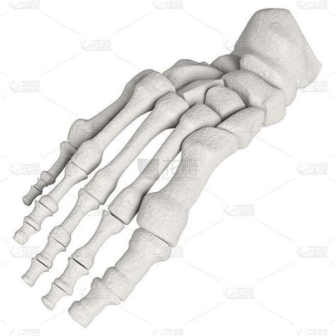 人体足部骨骼解剖学