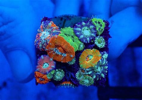 Cuteness Overload While Touring Bali Aquarich Reef Builders The