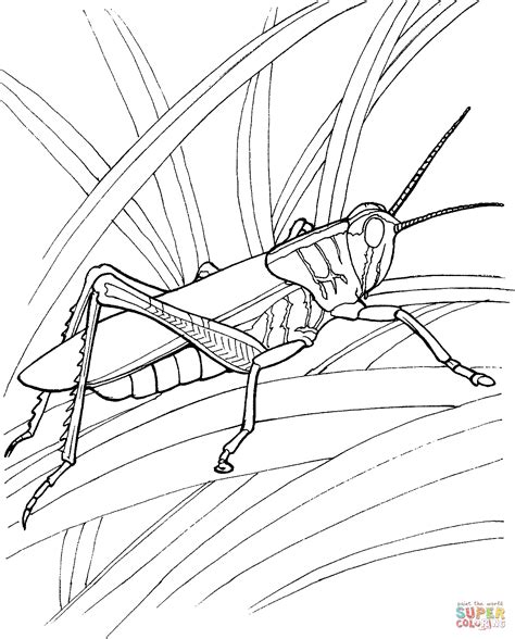 Grasshopper Coloring Pages Coloring Pages