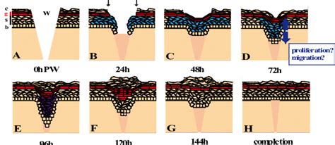 Epithelialization Skin