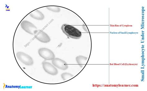 Lymphocytes Under Microscope With Labeled Diagram Anatomylearner