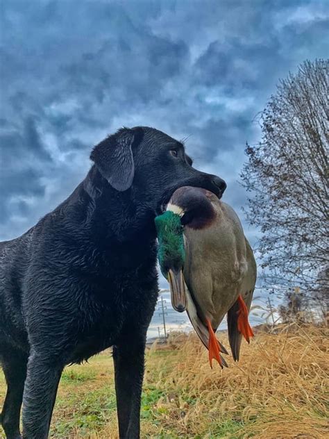 Black Lab Duck Retriever Duck Retriever Labrador Retriever Retriever