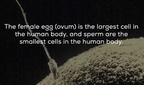 17 Scientific Sex Facts To Get You In The Mood Ftw Gallery Ebaums World