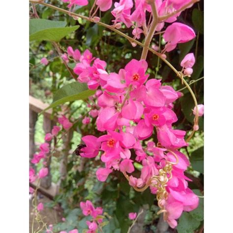 Biji Benih Pokok Air Mata Pengantin Pink Shopee Malaysia