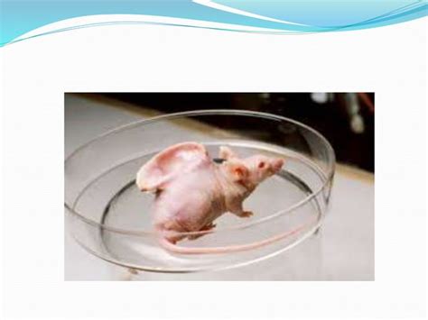 Gmo Effect On Envpptx