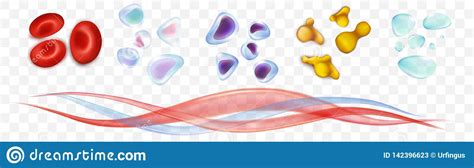 Leucociti Eritrociti Piastrine Plasma Illustrazione Di Stock Illustrazione Di Leucociti