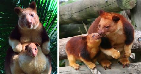 We Just Discovered That Tree Kangaroos Exist And Theyre Absolutely Adorable Bored Panda