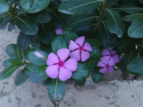 আমাদের প্রকৃতি ও আমাদের সংস্কৃতি