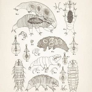 Tardigrade Water Bear Anatomy Specimens Plate 3 Sc 20 24 Fine Art