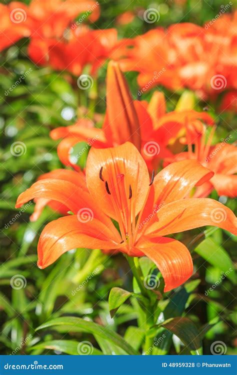 Lily Flower In The Garden Foto De Archivo Imagen De Jardines