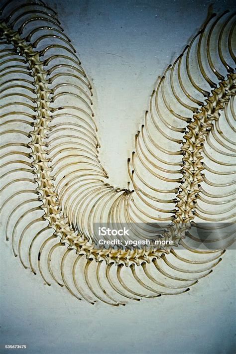 Burmese Python Skeleton