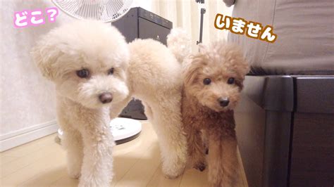 ママの声が想定外の場所から聞こえてきて困惑しながら探し回る兄妹犬がこちら Youtube