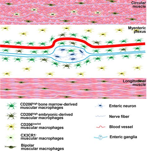 Layer Specific Localization Of Muscular Macrophages Mms In The Download Scientific Diagram