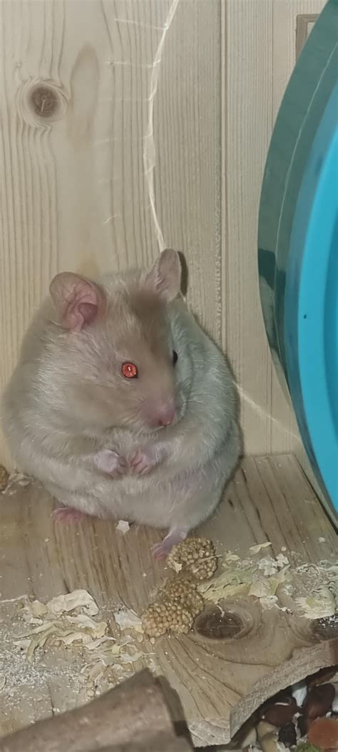 My Cutie Petuti Pancake Rhamsters