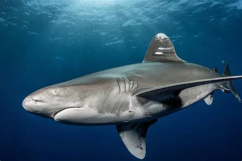 Египет россиянин погиб от акулы в Красном море