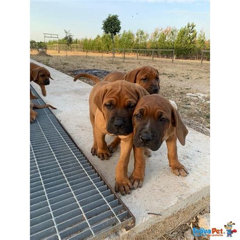 Vendo Splendidi Cuccioli Tosa Inu In Vendita A Grottaglie Ta