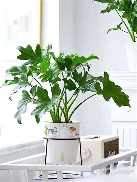 小天使盆栽植物龙鳞桩盆景水培蔓绿绒绿植花卉春雨春羽绿植花卉 虎窝淘