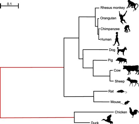 phylogenetic tree for ten mammals and two bird species reconstructed by
