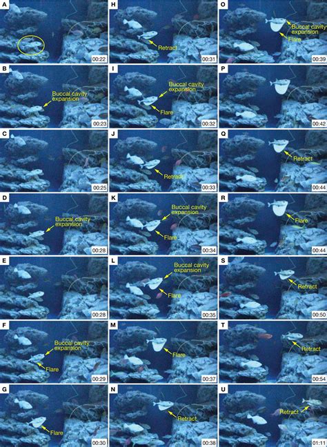 Pelvic Fan Flaring And Inflation In The Three Tooth Puffer Triodon
