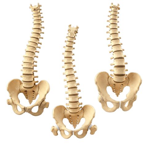 인간 척추 해부학 모델은 투명한 배경에서 분리되어 있습니다 해부 척추 인간의 척추 Png 일러스트 및 이미지 에 대한 무료 다운로드 Pngtree