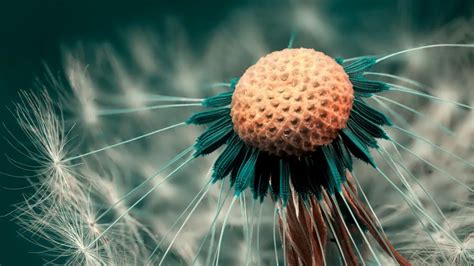 Одуванчик Цветы Семена 1920x1200 обои для рабочего стола